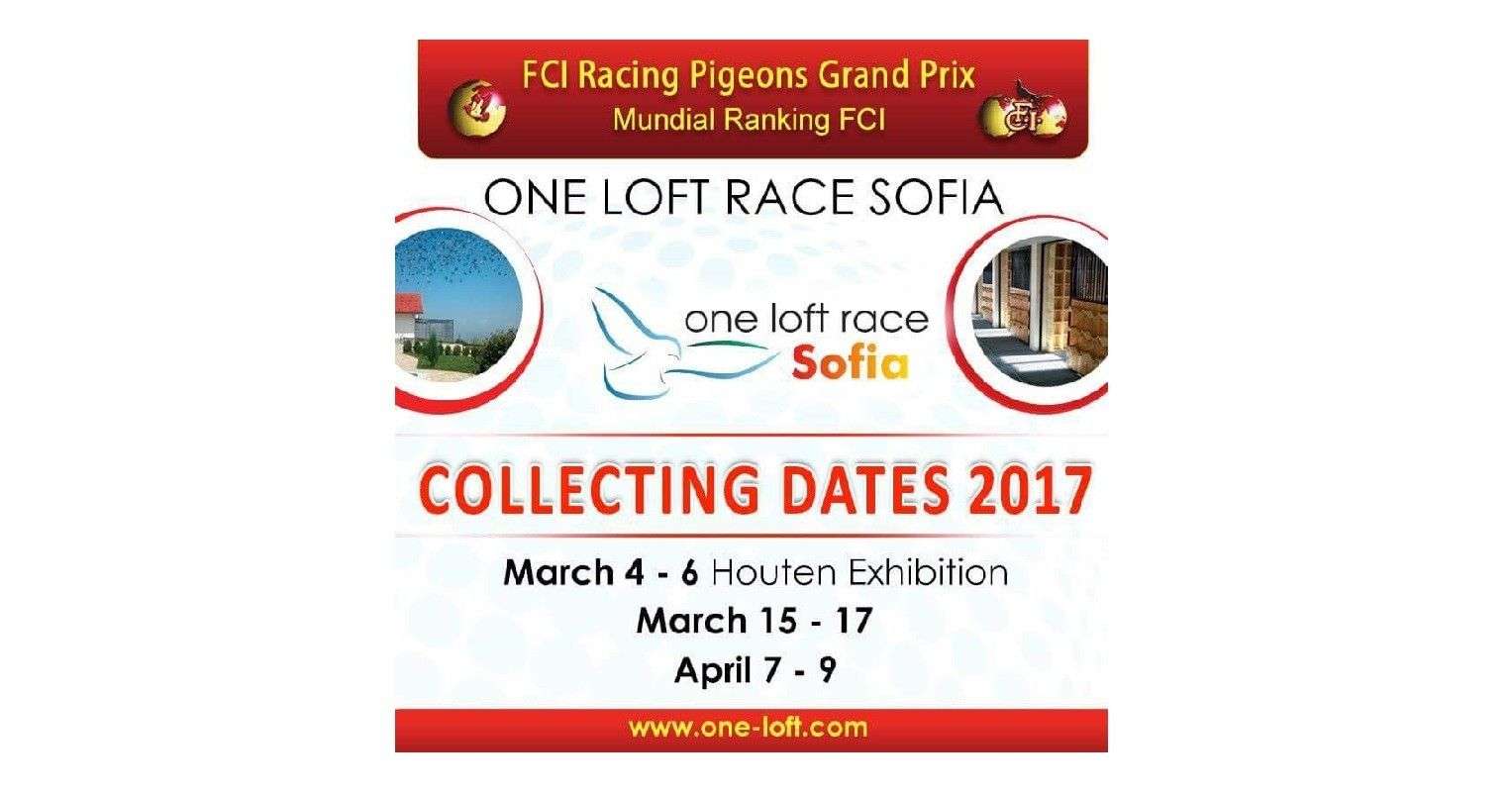 SOFIA ONE LOFT RACE. EXPO HOUTEN 2017. Scoring One Loft Race of the One ...
