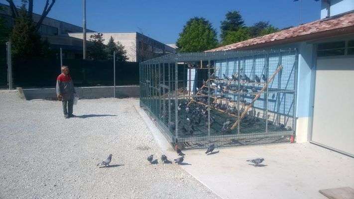 FAST PIGEONS RIMINI 2020. EXTRA SUPER DERBY - ONE LOFT RACING