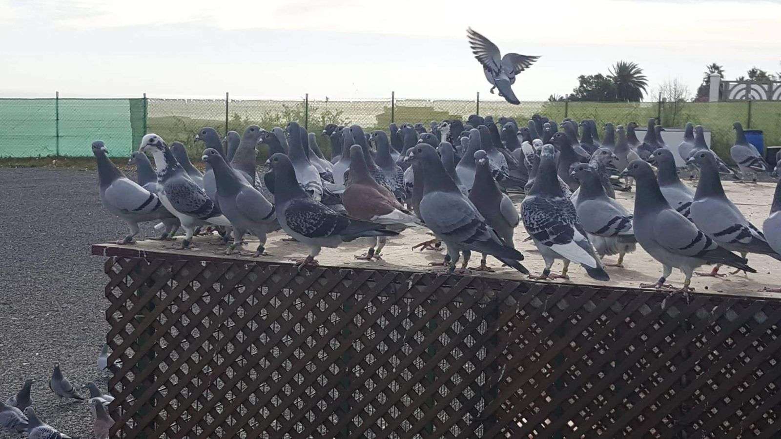 DERBY MASPALOMAS, ATLANTIC MASTERS PIGEON RACE GRAN CANARIA. FINAL ...