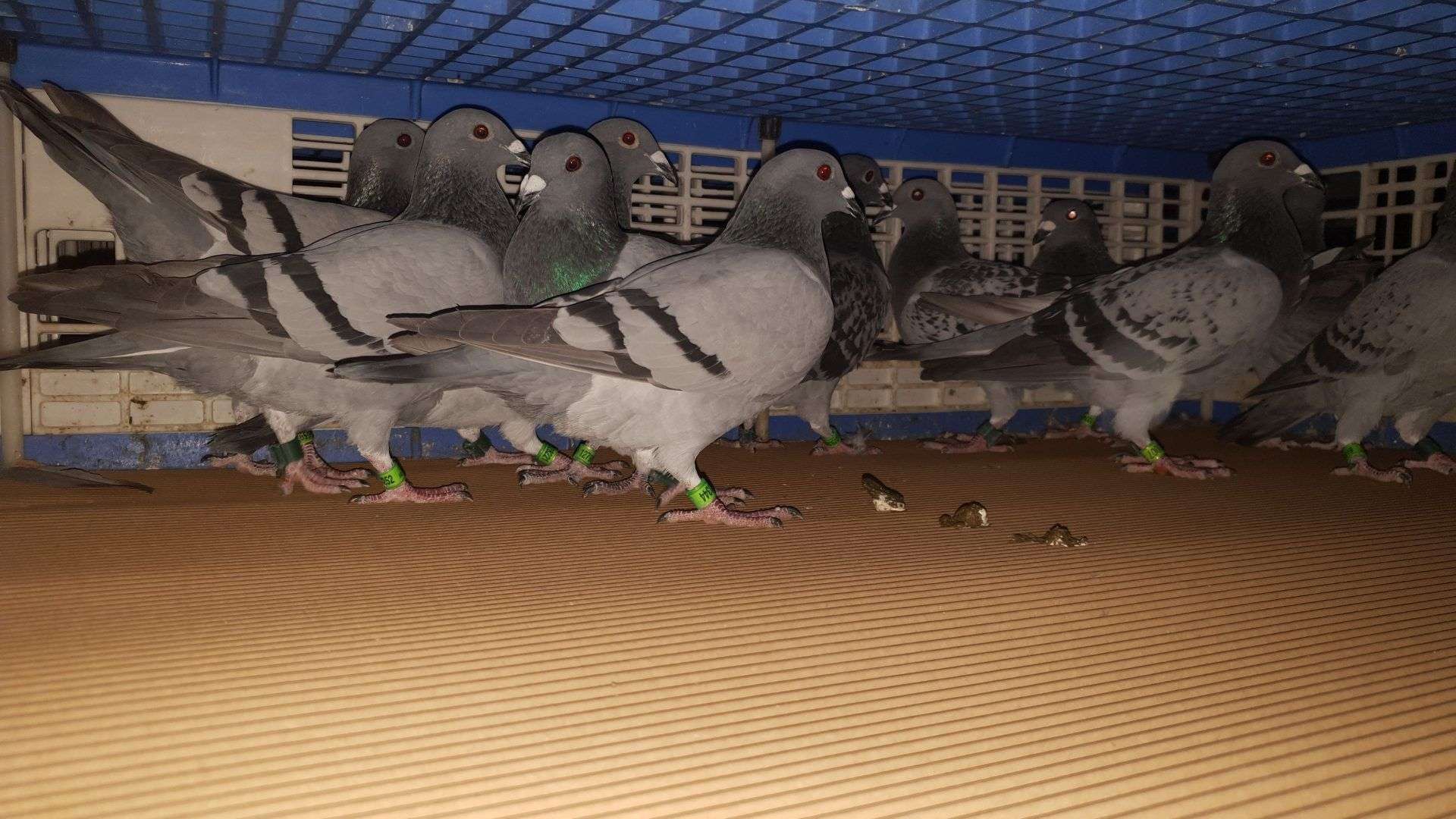 Derby Internacional Europa Star Pigeon 2019. FINAL - ONE LOFT RACING