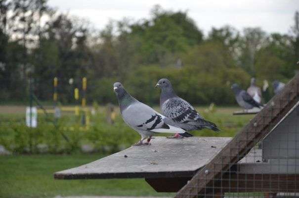 ONE LOFT RACING - racing pigeons