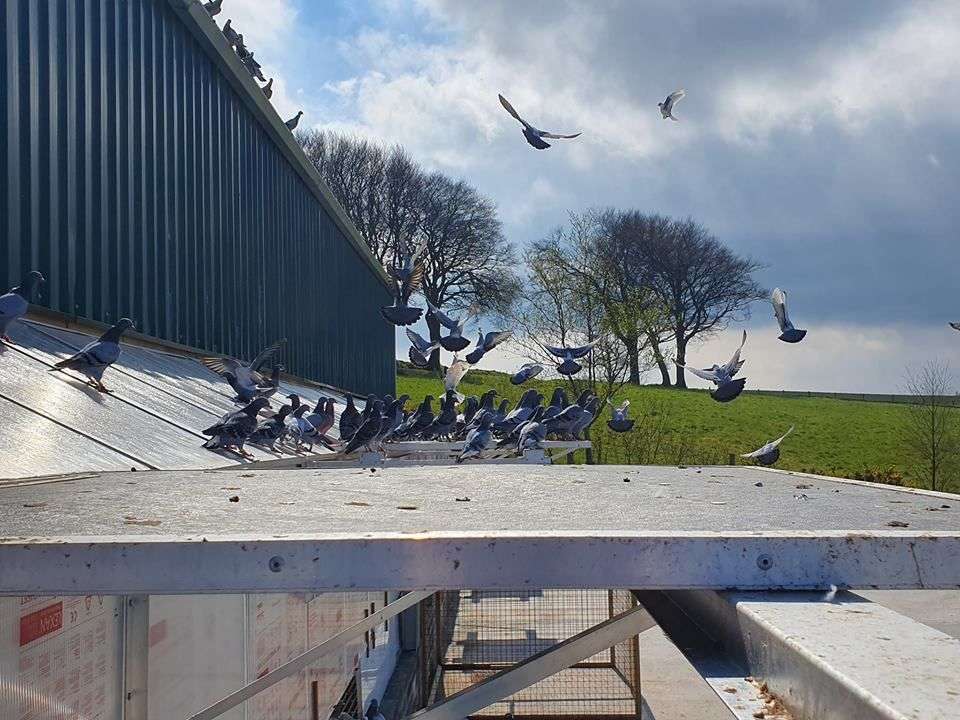 Wild Atlantic Way One Loft Race 2019. 1st Hotspot Race - ONE LOFT RACING