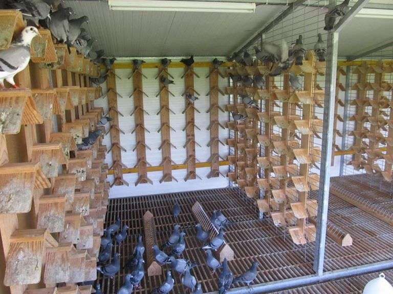 Algarve Pigeons Golden Race 2022. Race 2 - ONE LOFT RACING