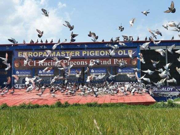 EUROPA MASTER PIGEONS OLR FCI ENTRY LIST 2020. - ONE LOFT RACING