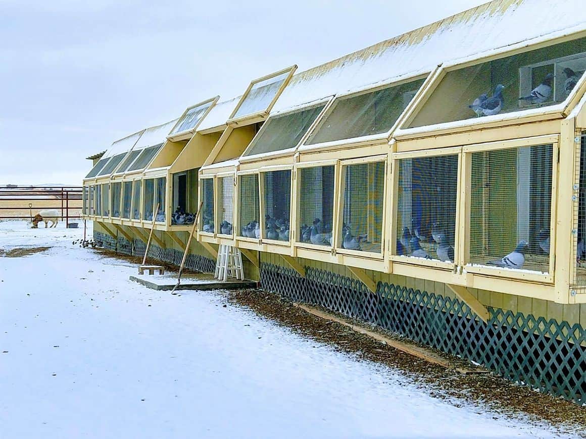 High Desert Yearling Classic 2021. 300 Miles; Bristol Wells, NV - ONE ...