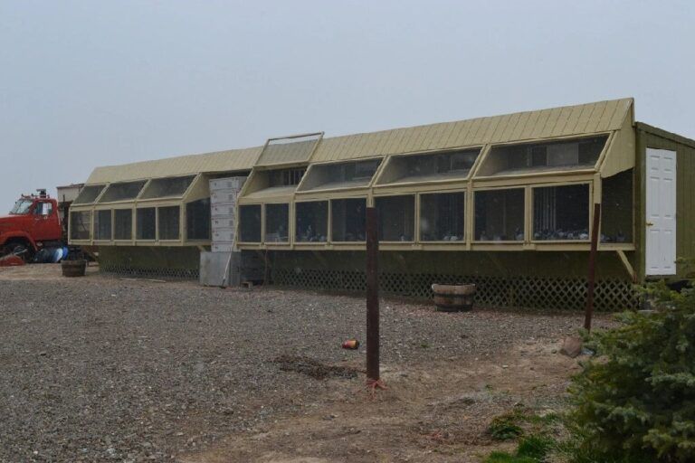 High Desert Yearling Classic - 380 Miles; Dry Lakes, NV - ONE LOFT RACING