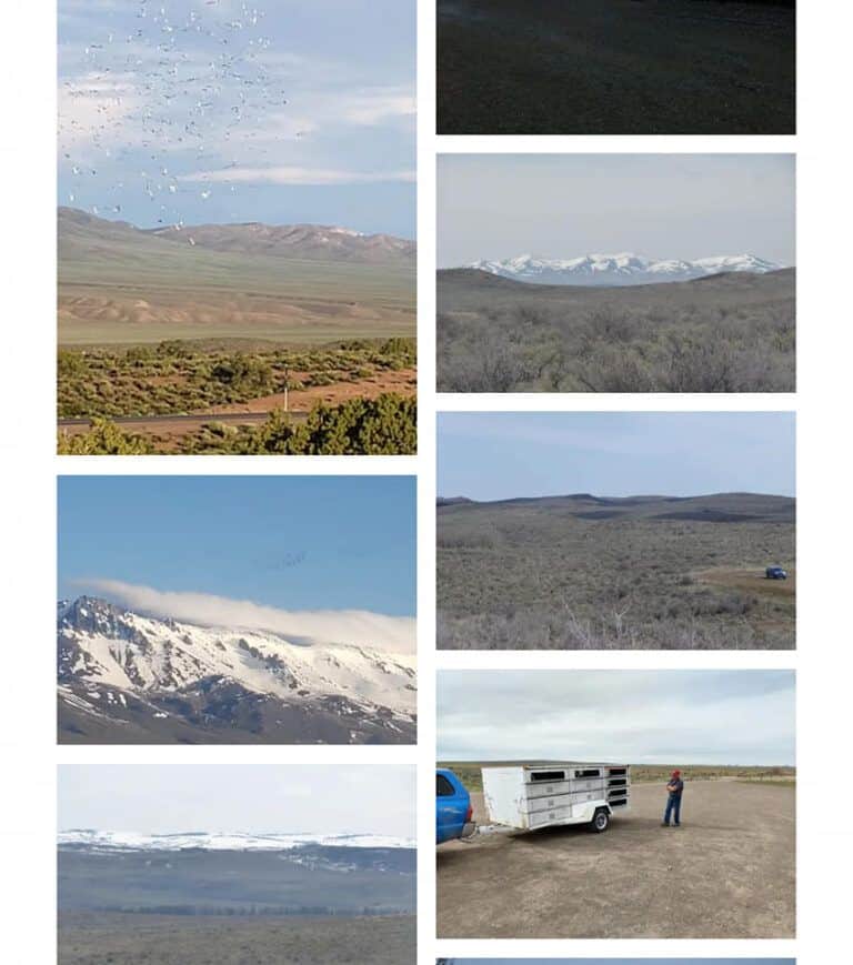 High Desert Yearling Classic 2021. 300 Miles; Bristol Wells, NV - ONE ...