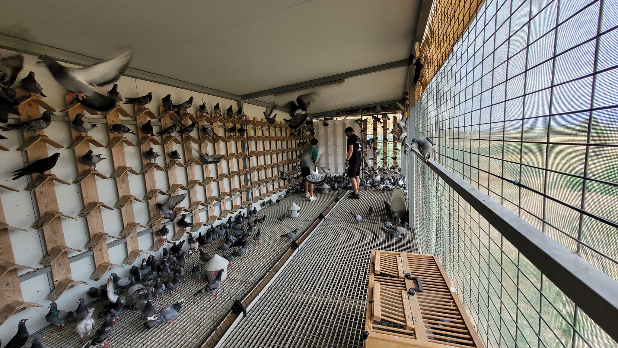 Derby International FCI Costa del Sol 2022. 5º CARRERA AS PALOMA - ONE LOFT RACING