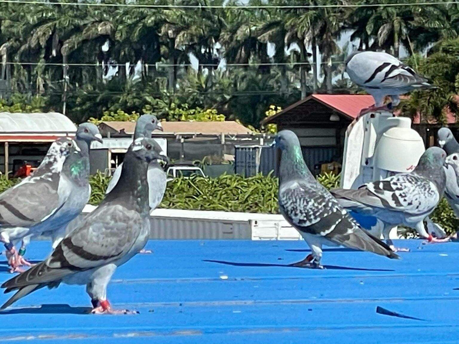 FLORIDA PIGEON DERBY 2022. 1 TOSS - ONE LOFT RACING