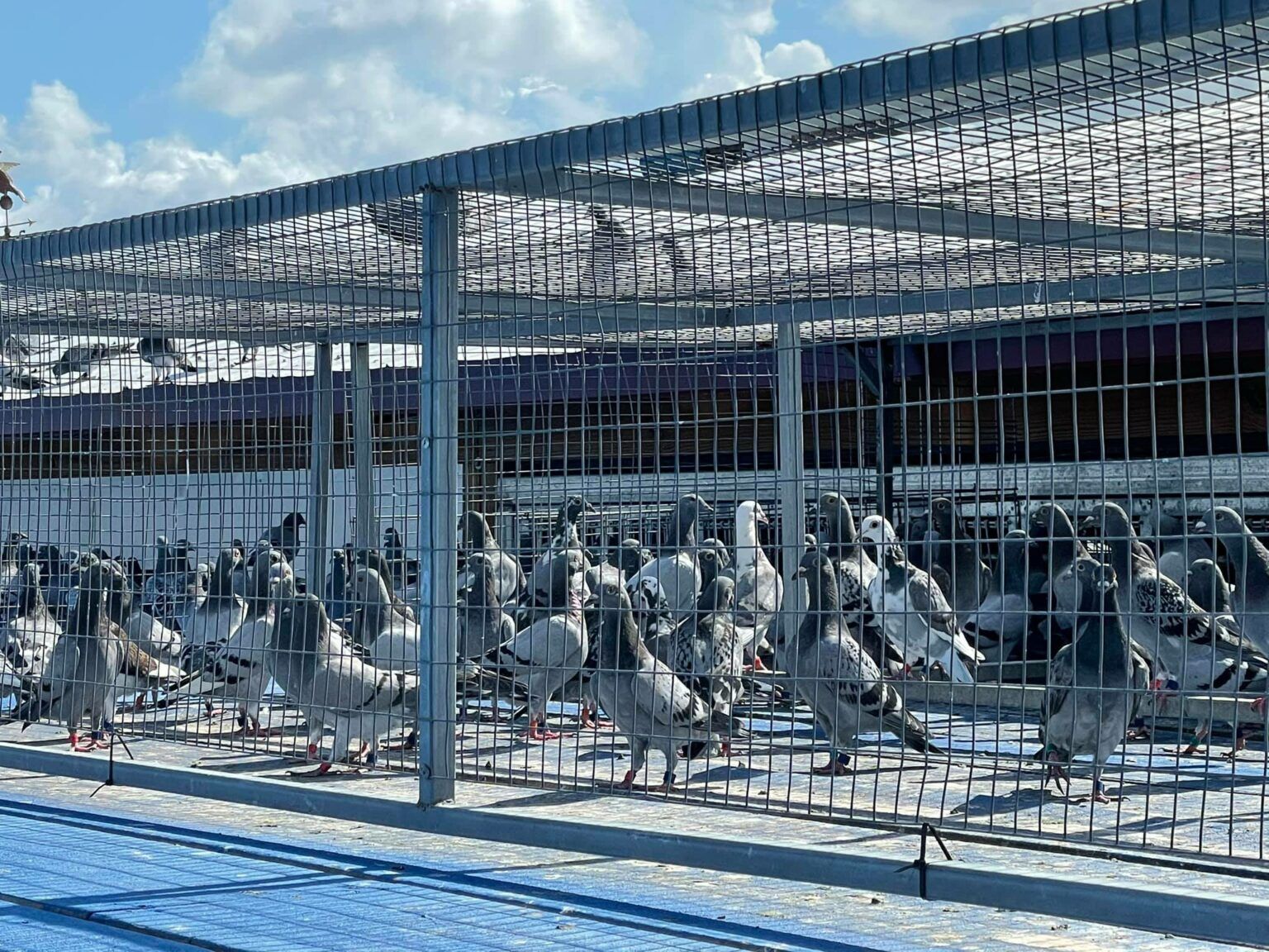 FLORIDA PIGEON DERBY 2022.60 MILEs ACTIVATION RACE - ONE LOFT RACING
