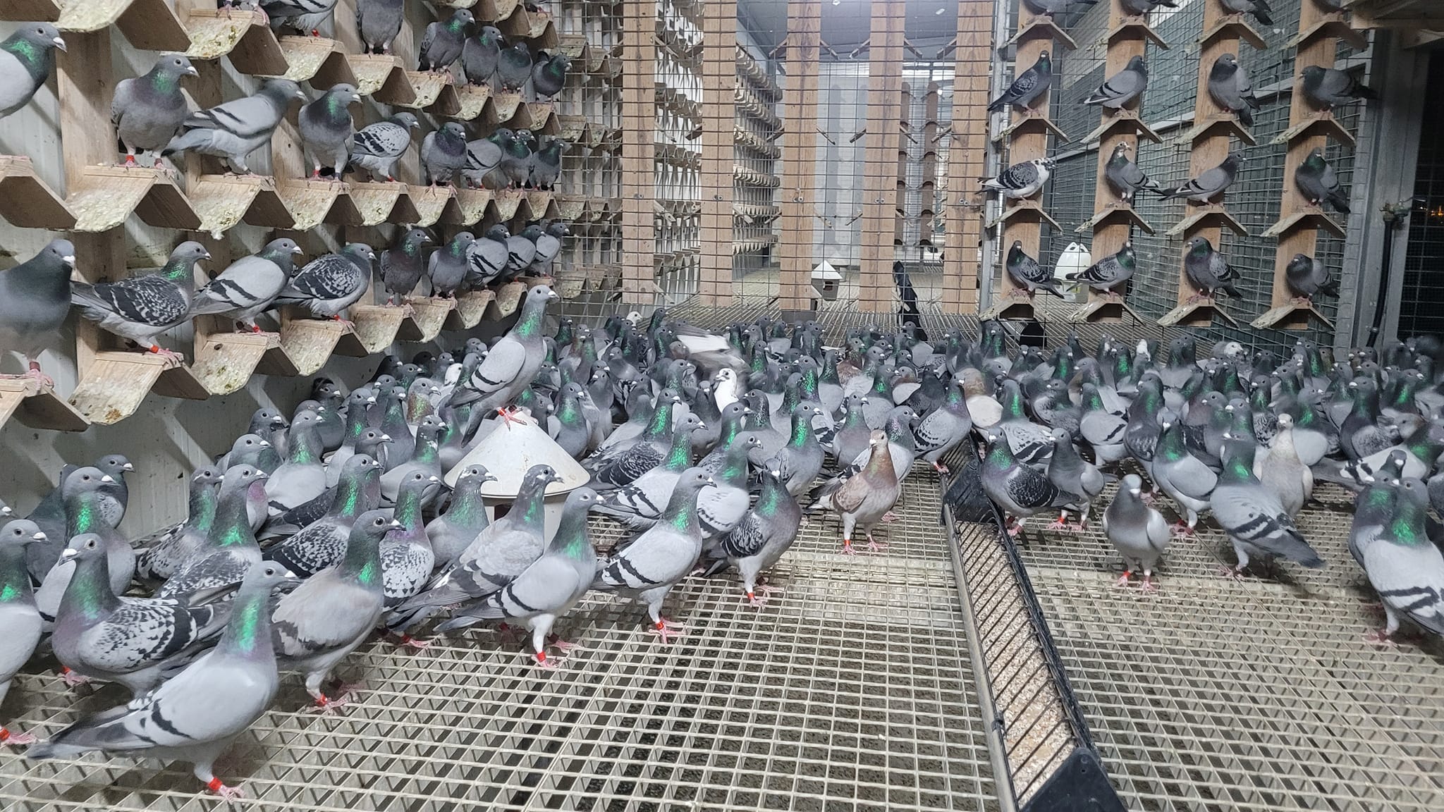 Derby International FCI Costa del Sol. Derby Winter 2022-2023 FINAL - ONE LOFT RACING